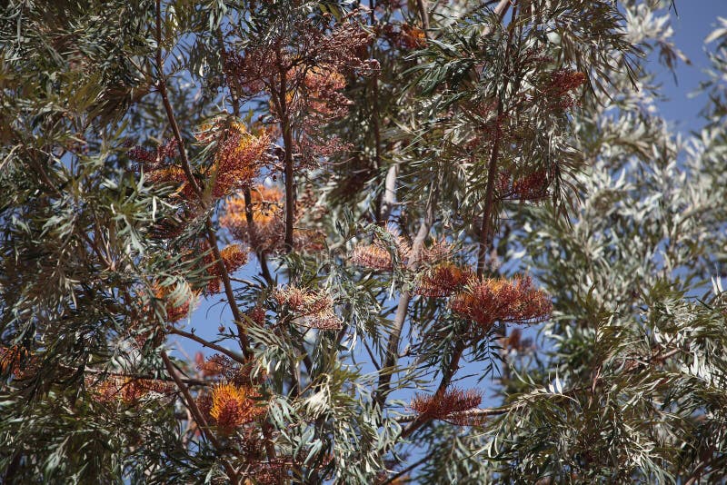Flowers of a Silky or Silver Oak Tree Stock Image - Image of wild, tree ...