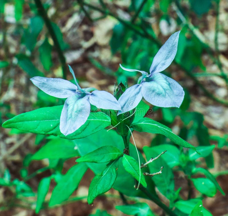 Kaneru Variety Stock Photos - Free & Royalty-Free Stock Photos from ...