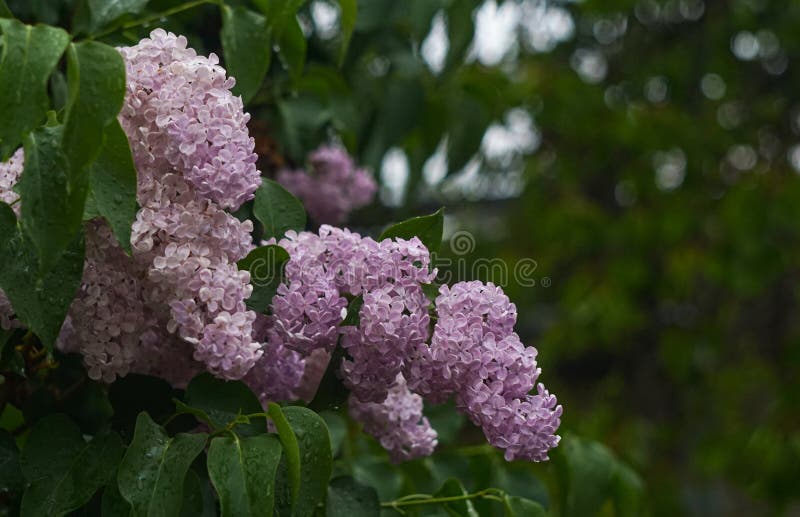Flowers of Siren Tree Branches Stock Image - Image of flower, blue ...