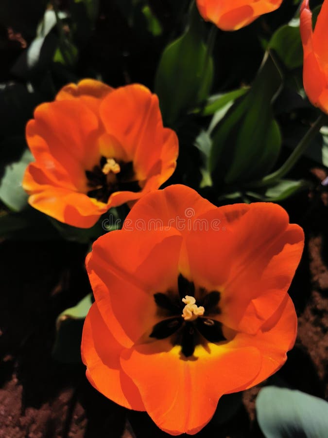 Flowers on site stock photo. Image of plant, lily, flower - 219604052