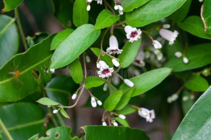 Flowers of a Skunkvine, Paederia Foetida Stock Image - Image of vine ...