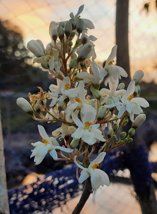 Flowers in the sky stock image. Image of water, blue - 224985965