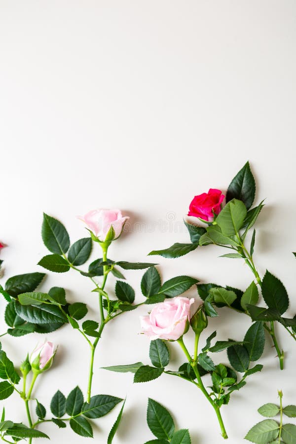 Flowers Small Roses Background. Copy Space Stock Image - Image of ...