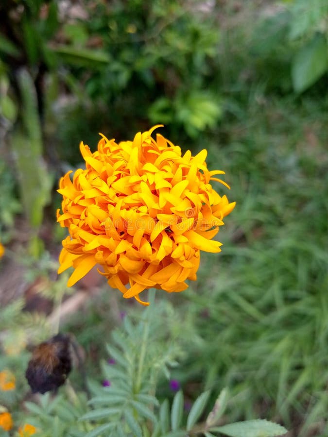 Flowers that Smell Bad To Smell Stock Image - Image of beautiful ...