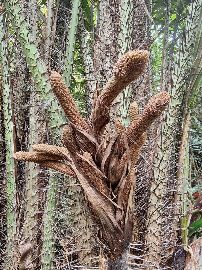 Flowers of Snake Fruits & X28;salak& X29; the Tree Stock Photo - Image ...