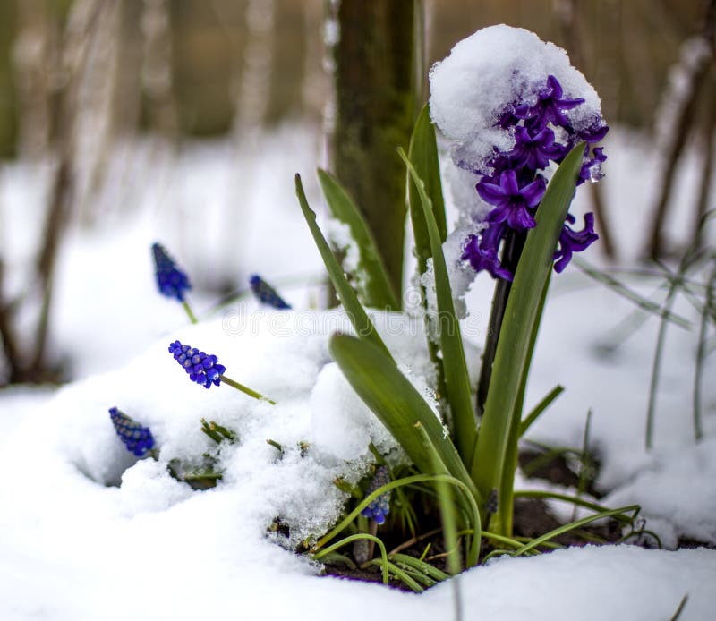 Flowers in the Snow in April Stock Image - Image of frost, nature ...