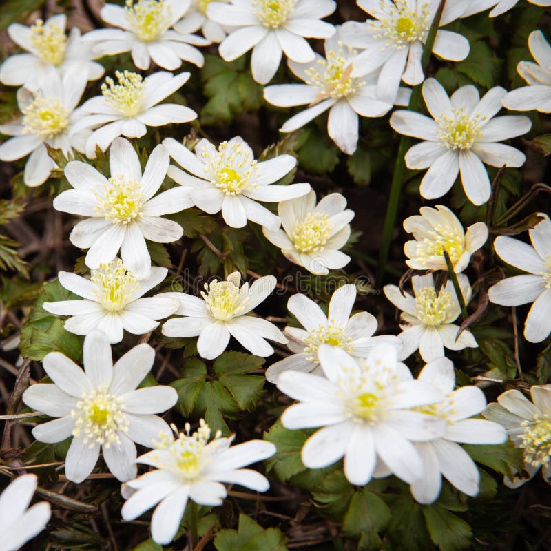Flowers snowdrop Anemone stock photo. Image of growth - 182907574