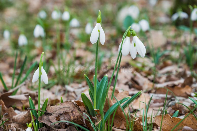 Flowers snowdrops stock photo. Image of pink, leaf, focus - 38501404