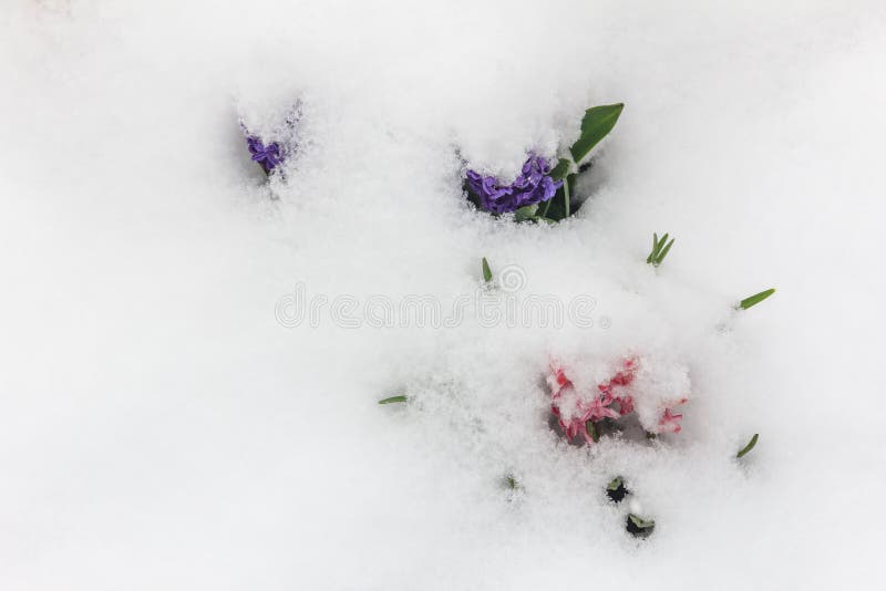 Snow & flowers 4 stock image. Image of season, flowers - 216802507