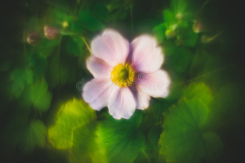 Flowers- Soft Focus Effect. Depth of Field Stock Image - Image of ...
