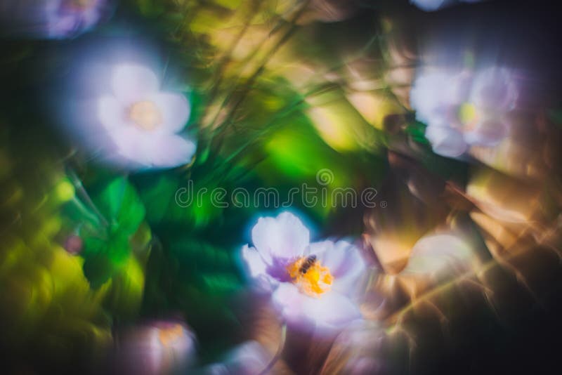 Flowers- Soft Focus Effect. Depth of Field Stock Photo - Image of ...