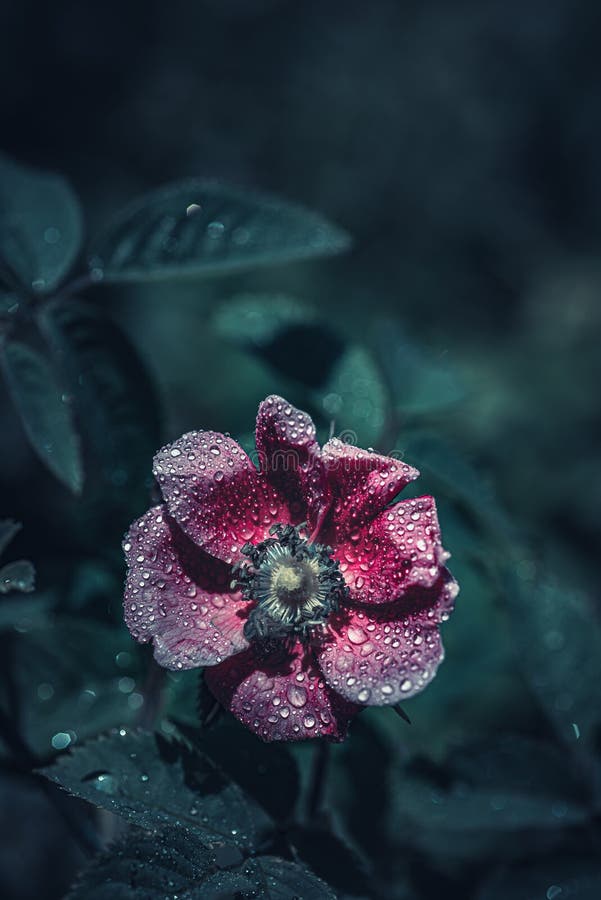 Flowers- Soft Focus Effect. Depth of Field Stock Image - Image of depth ...