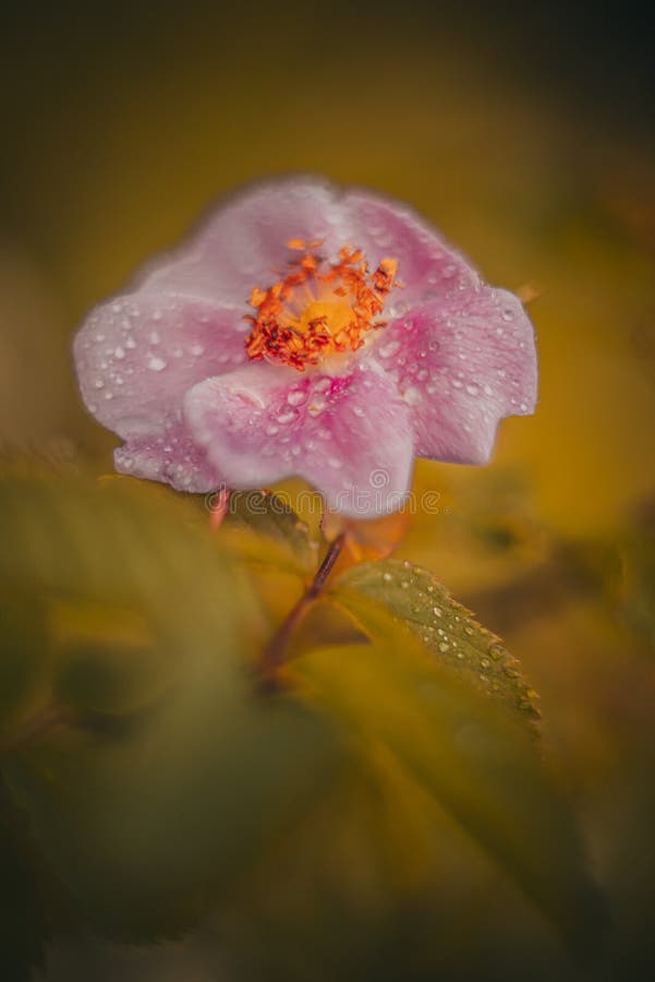 Flowers- Soft Focus Effect. Depth of Field Stock Photo - Image of ...