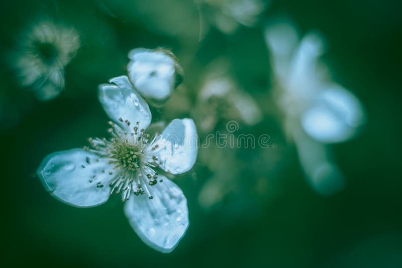 Flowers- Soft Focus Effect. Depth of Field Stock Image - Image of ...