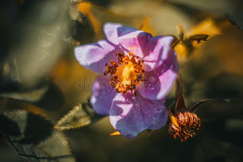 Flowers- Soft Focus Effect. Depth of Field Stock Image - Image of ...