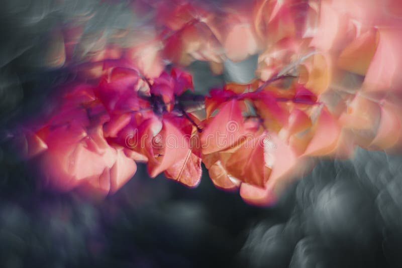 Flowers- Soft Focus Effect. Depth of Field Stock Image - Image of bloom ...