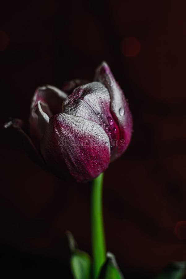 Flowers- Soft Focus Effect. Depth of Field Stock Photo - Image of field ...