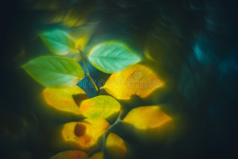 Flowers- Soft Focus Effect. Depth of Field Stock Image - Image of blur ...
