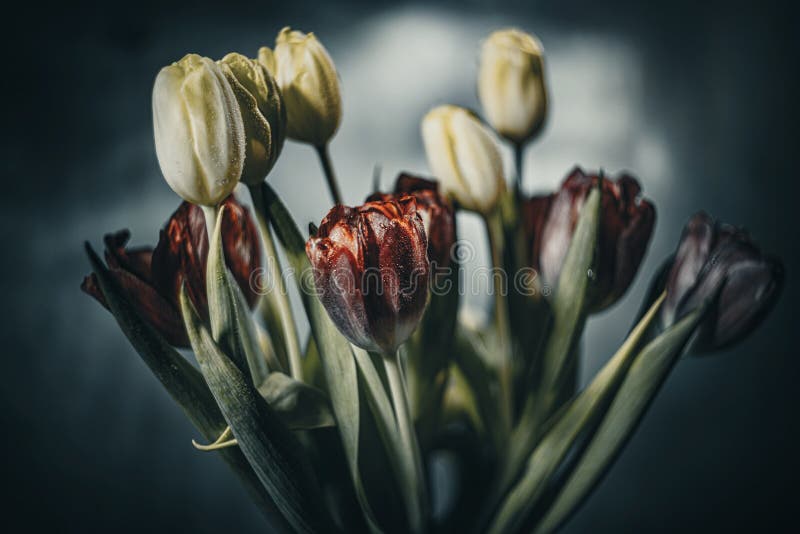 Flowers- Soft Focus Effect. Depth of Field Stock Image - Image of ...