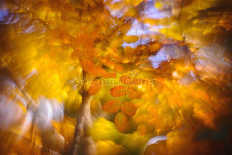 Flowers- Soft Focus Effect. Depth of Field Stock Photo - Image of ...