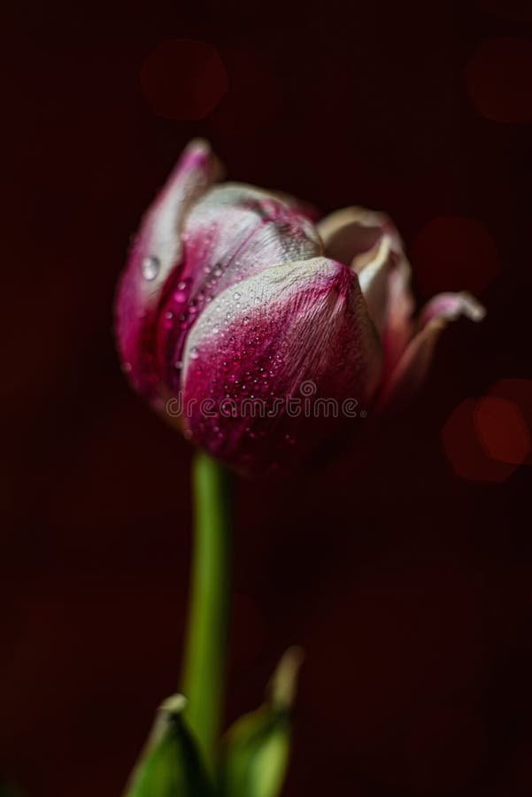 Flowers- Soft Focus Effect. Depth of Field Stock Image - Image of ...