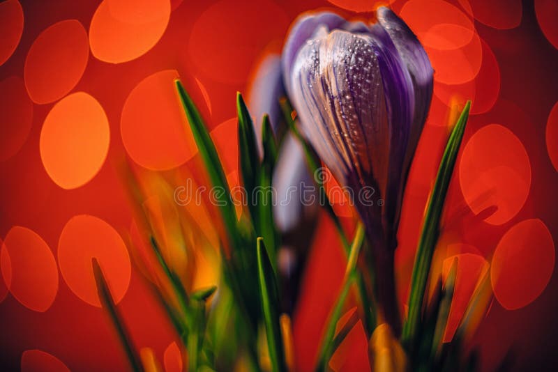 Flowers- Soft Focus Effect. Depth of Field Stock Image - Image of ...