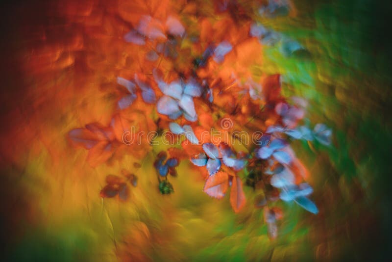 Flowers- Soft Focus Effect. Depth of Field Stock Photo - Image of ...