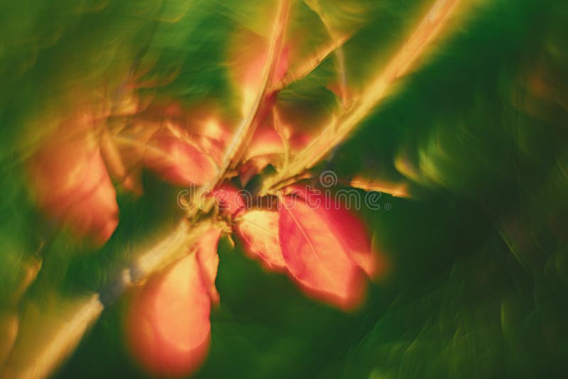 Flowers- Soft Focus Effect. Depth of Field Stock Photo - Image of ...