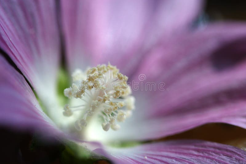 Flowers, Soft Pink Flower stock image. Image of pink, delicate - 1463015