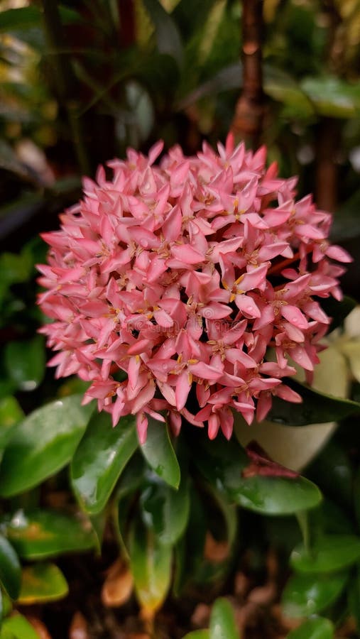 The Flowers of SOKA stock image. Image of flowers, produce - 264340121