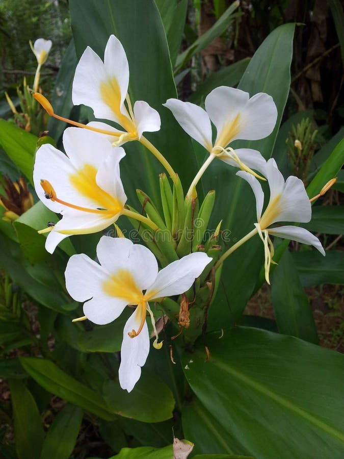 Sontaka Stock Photos - Free & Royalty-Free Stock Photos from Dreamstime