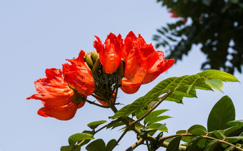 Flowers of Spathodea Campanulata Stock Image - Image of foliage ...