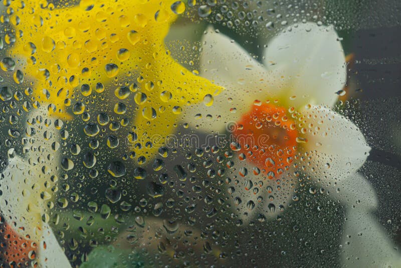 Flowers Spring Background with Rain Drops Stock Image - Image of ...