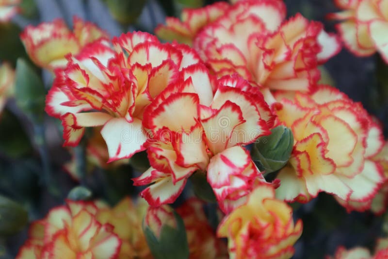 Flowers in Spring, Beautiful Carnation in a Garden Stock Photo - Image ...