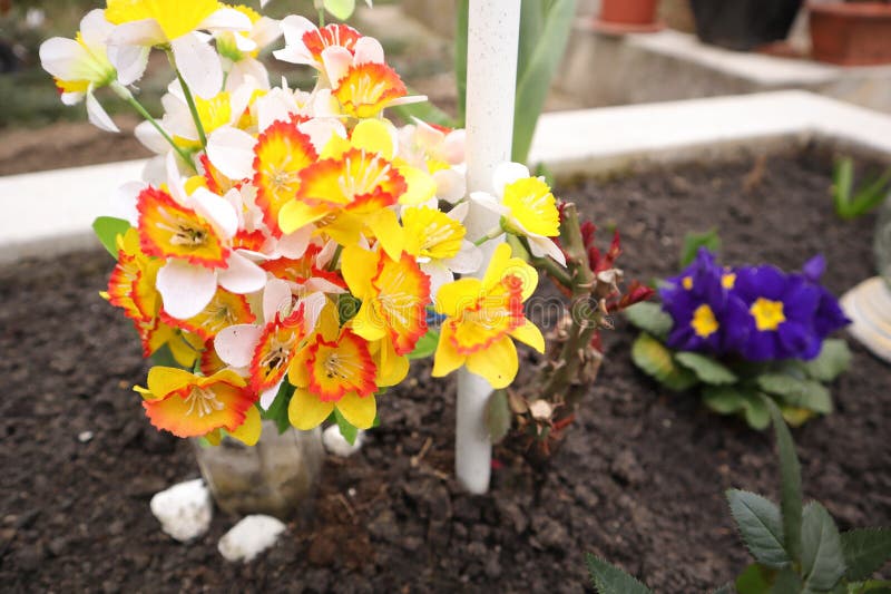 Flowers in Spring, Beautiful in a Garden Stock Photo - Image of cute ...