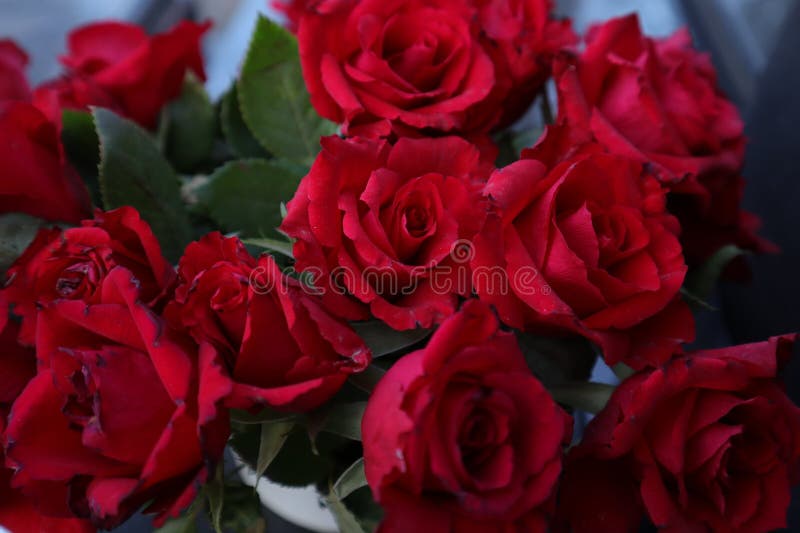 Flowers in Spring, Beautiful Roses in a Garden Stock Image - Image of ...