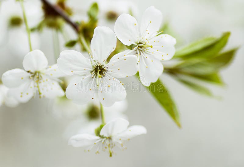 Flowers on a spring day stock image. Image of frame, green - 69852467