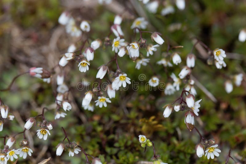 Flowers of Spring Draba Draba Verna Stock Image - Image of march ...