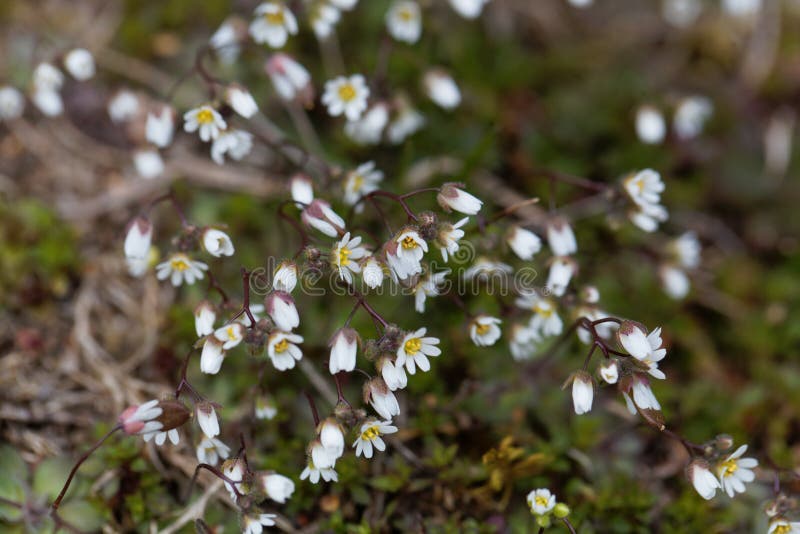 Flowers of Spring Draba Draba Verna Stock Photo - Image of small ...