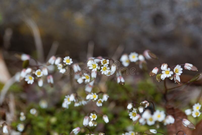 Flowers of Spring Draba Draba Verna Stock Image - Image of vernal ...