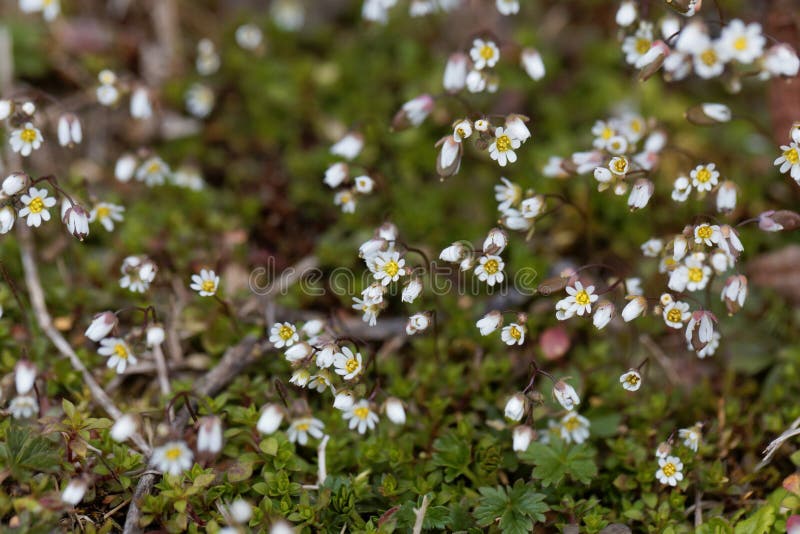 Draba Verna Group of Early Spring Tiny White Wild Flowers in Bloom ...