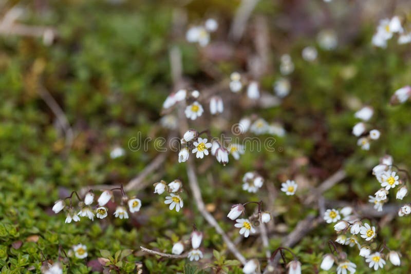 Flowers of Spring Draba Draba Verna Stock Photo - Image of weed ...