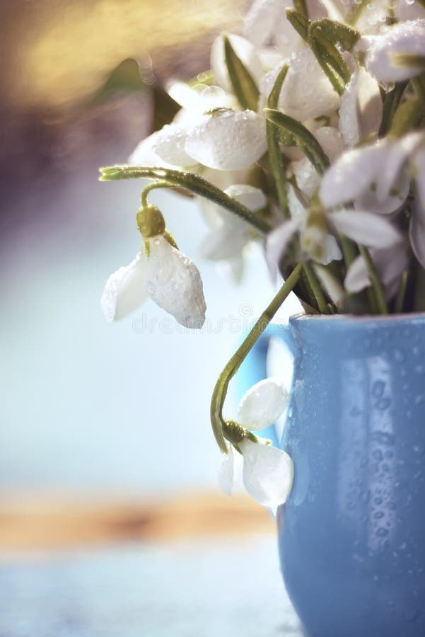 Flowers Spring First White Snowdrops in a Blue Jug. Stock Image - Image ... Flowers Spring First White Snowdrops in a Blue Jug. Stock Image - Image ...