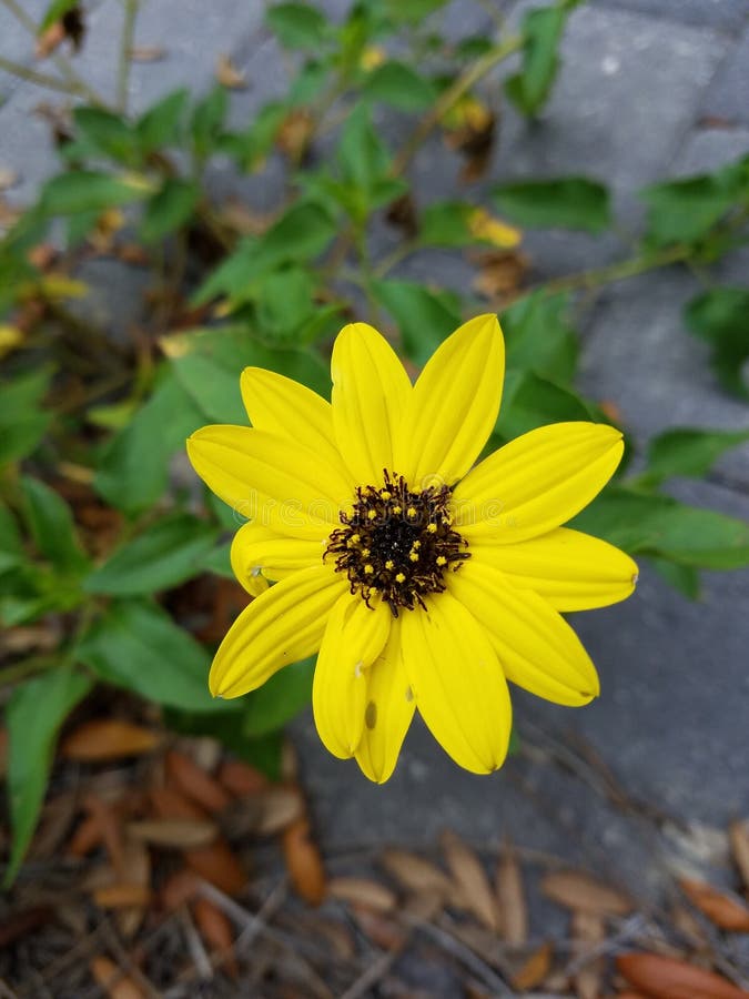 Flowers stock photo. Image of spring, wallpaper, background - 141867834