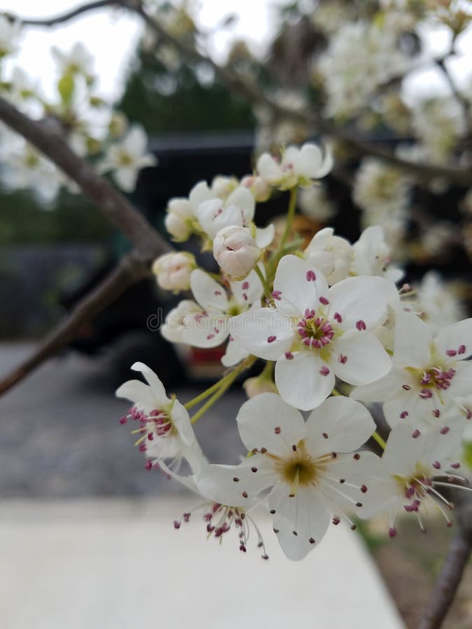 Flowers stock photo. Image of florida, spring, background - 141867860