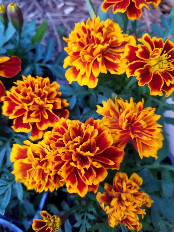 Flowers stock photo. Image of spring, florida, wallpaper - 141868004