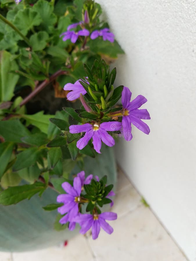 Flowers stock image. Image of wallpaper, florida, spring - 141868039