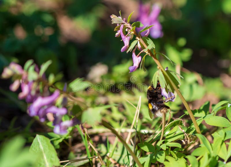 Flowers of Spring Fumewort. Corydalis Solida Stock Image - Image of ...