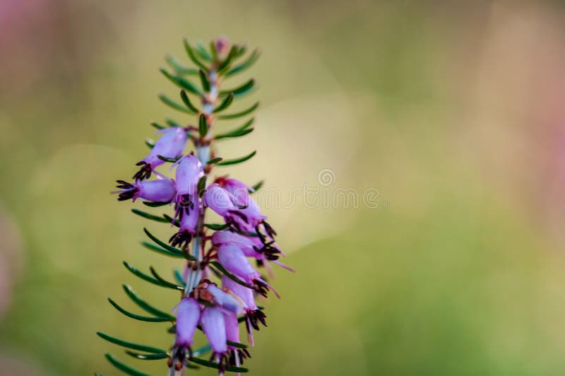 Flowers Spring Heath Forest Erica Carnea Stock Photo - Image of ...