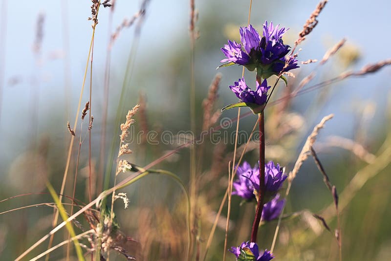 Flowers in spring meadow stock photo. Image of beauty - 61305100